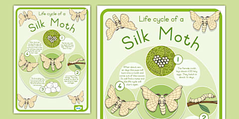 Silkworm Information and Life Cycle PowerPoint