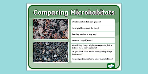 Microhabitats Investigation Worksheet
