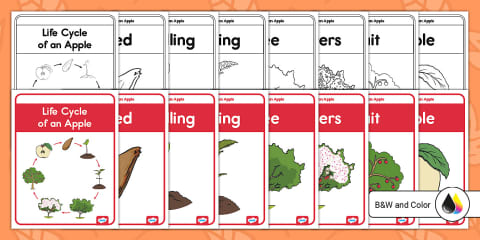 Prekindergarten Life Cycle of an Apple Cut and Paste Worksheet