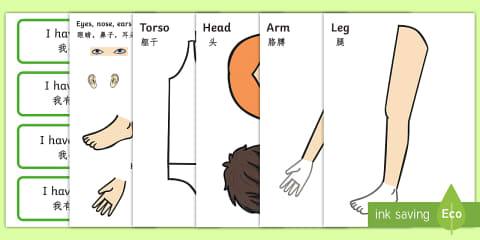 Parts of the Body A4 Head and Shoulders Worksheet English/Mandarin Chinese