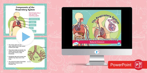 The Respiratory System Labelling Activity Sheet