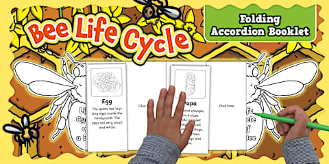 Butterfly Life Cycle Folding Accordion Booklet