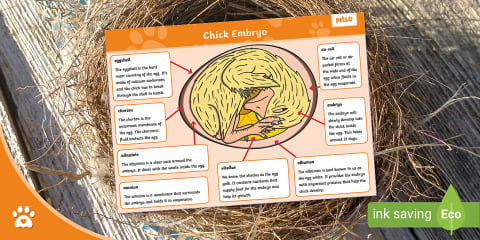 Chicks Fact Cards | EYFS Easter