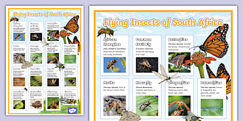 Grade 3 Life Skills Term 2 Bugs and Insects Photo Display Poster (CAPS ...