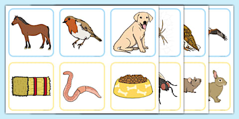 Farm Animals and Their Diets Matching Activity
