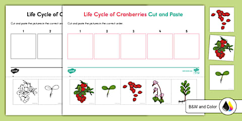 Life Cycle of a Turkey Word Search for K-2nd Grade