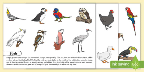 Aussie Backyard Bird Count Activity Sheet