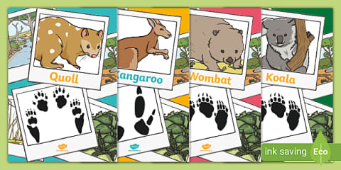 Australian Animal Word Cards