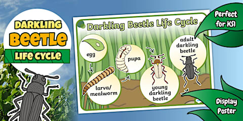 Darkling Beetle Life Cycle Flapbook