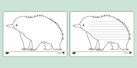 Australian Animals Echidna Resource Pack