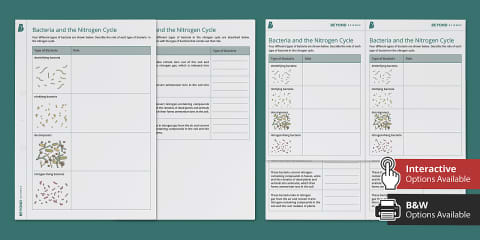 The Nitrogen Cycle Worksheet