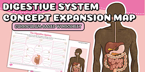 Label the Digestive System Worksheet