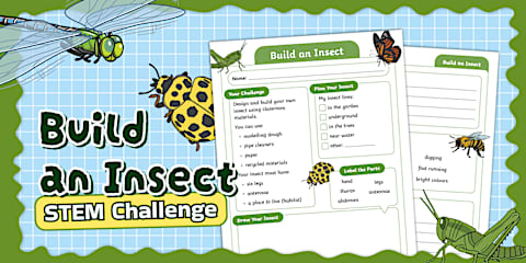 Parts of Insects Labelling Worksheets