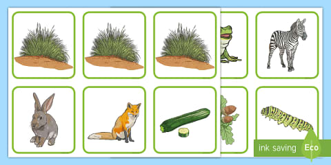 Make a Simple Food Chain Mobile Craft (Ages 6 - 7)