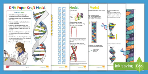 DNA Simple Diagram Activity Sheet - Biology - Beyond