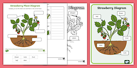 Strawberry Plant Life Cycle PowerPoint