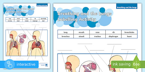 The Respiratory System Labelling Activity Sheet