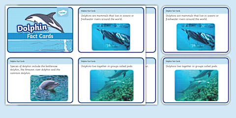 Dolphin Species Posters