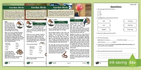 KS1 British Garden Birds Reading Comprehension Activity