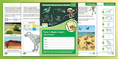 Grade 5 Natural Science - Term 4 - Fossils of Plants and Animals ...
