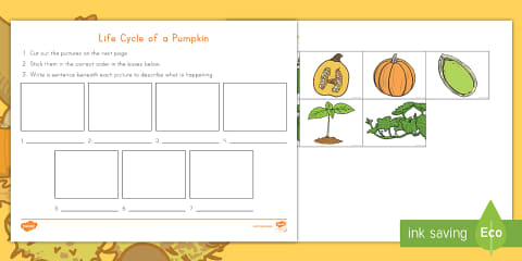 First Grade Life Cycle of a Pumpkin Reading Passage Comprehension Worksheet