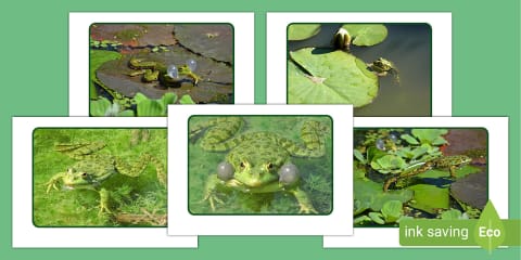Frog Diagram Pack