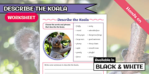 Life Cycle of a Koala Display Poster