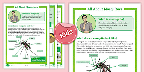 Mosquito Life Cycle Display Poster