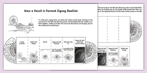 How Are Fossils Formed? Fact Sheet and Activity
