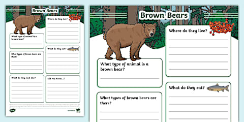 KS1 Black Bear Fact File - Twinkl - KS1