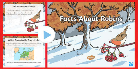 All About Robins Fact File Writing Frames