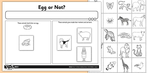 Oviparous and Viviparous Sorting Worksheet