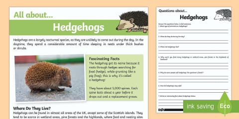 LKS2 Hedgehogs Reading Comprehension Activity