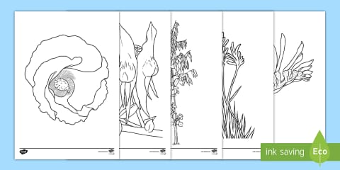 Australian Megafauna Colouring Pages