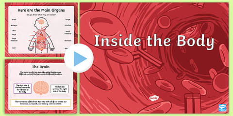 Organs of the Human Body Quiz