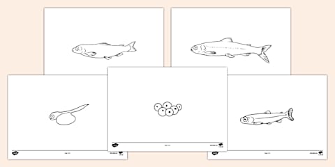 Prekindergarten Salmon Life Cycle Cut and Paste Activity