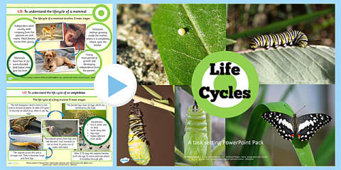 Life Cycle of a Wombat Display Poster | Australian Animals