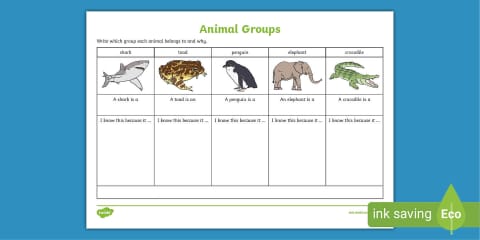Animal Groups Display Poster Photos