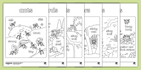 Insects Colouring Page