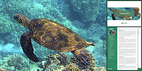 KS3 Inheritance and Evolution Lesson 7: Endangered Species and ...