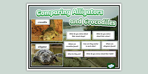 Crocodiles and Alligators Compare and Contrast Worksheet for K-2nd