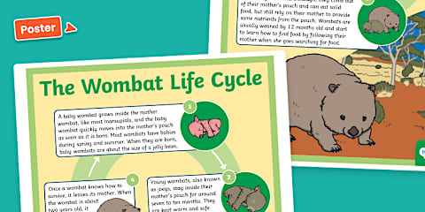 Life Cycle of a Brushtail Possum Display Poster