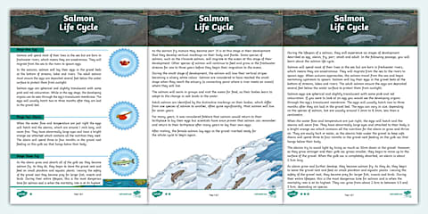 Salmon Life Cycle Poster