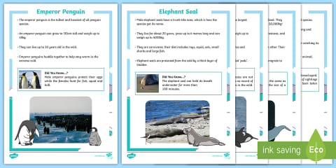 Polar Animals Fact File Sheets | Primary Resources