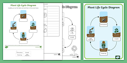 Life Cycle of a Bean Plant Activity Sheet