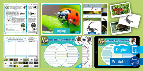 Sort and Classify Bugs and Spiders Activity for PreK-K