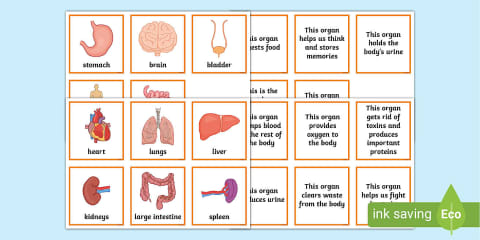 Organs of the Human Body Matching Cards
