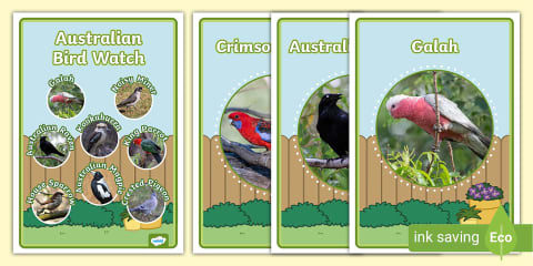Aussie Backyard Bird Count Activity Sheet