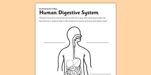 Twinkl Symbols: Science: Year 4: Digestive System Activity Sheet