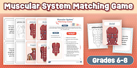 The Muscular System: Muscle Labeling Worksheet for Older Learners